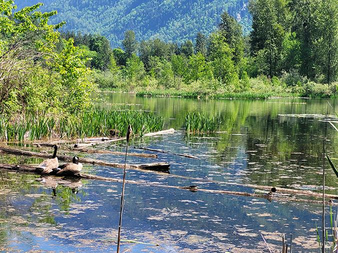 Cheam Lake Wetlands | Fraser Valley Regional District