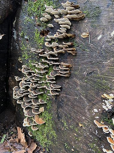 East Sector | Fraser Valley Regional District