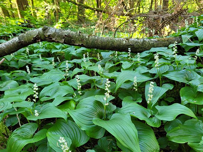 East Sector | Fraser Valley Regional District