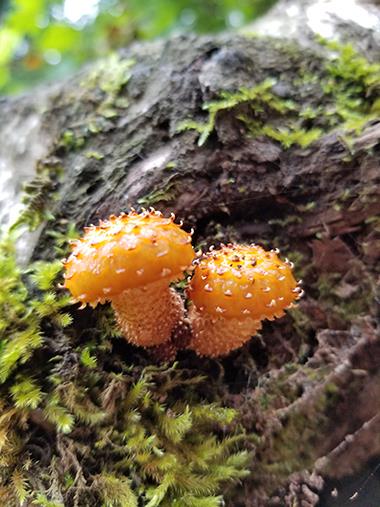 Hillkeep | Fraser Valley Regional District