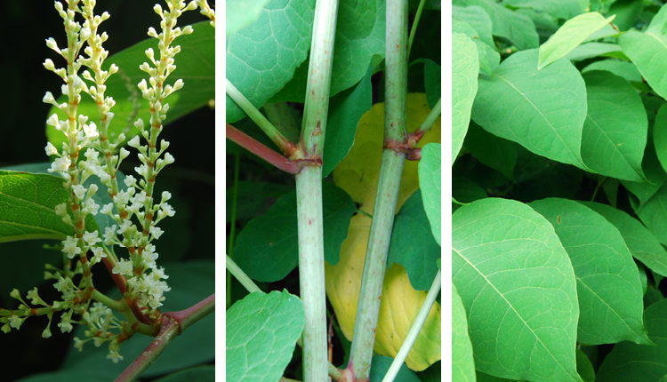 Invasive Weeds | Fraser Valley Regional District