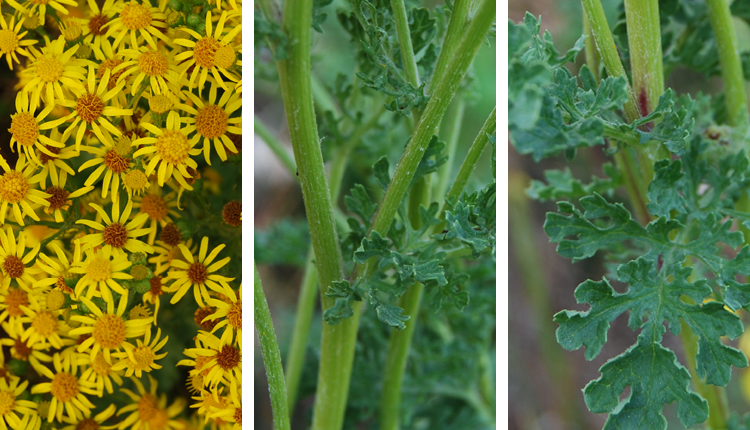 Invasive Weeds | Fraser Valley Regional District